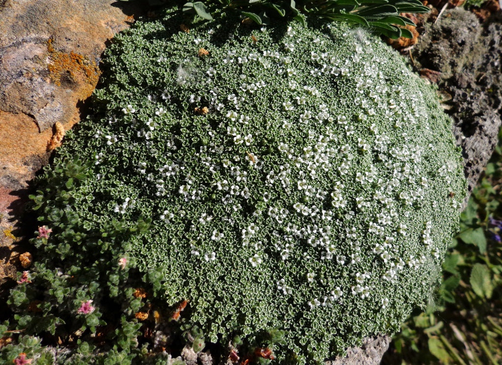 Arenaria alfacarensis – Desert Blooms