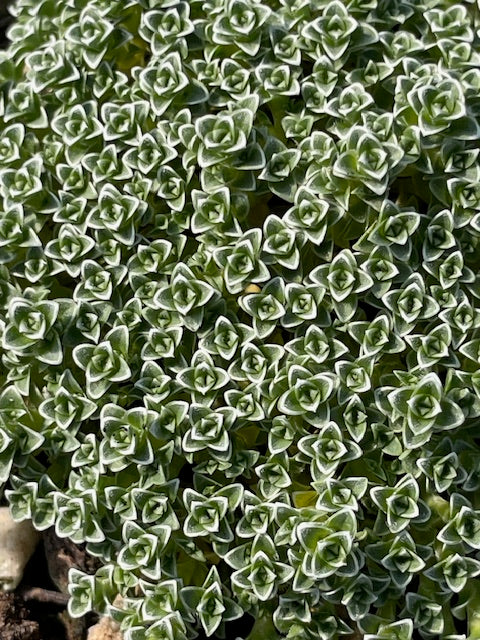 Arenaria alfacarensis – Desert Blooms