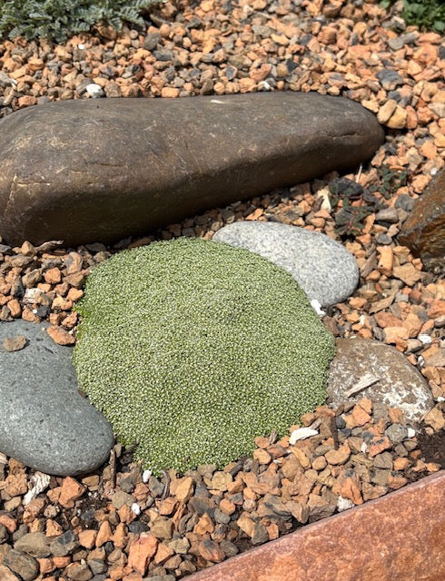 Arenaria alfacarensis – Desert Blooms